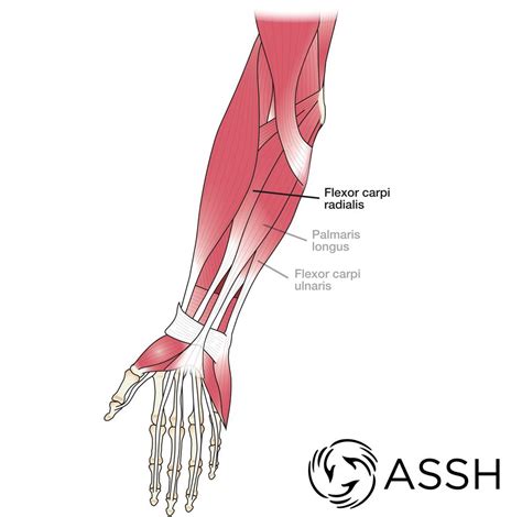 Anatomy Wrist Muscles And Forearm Muscles The Handcare Blog