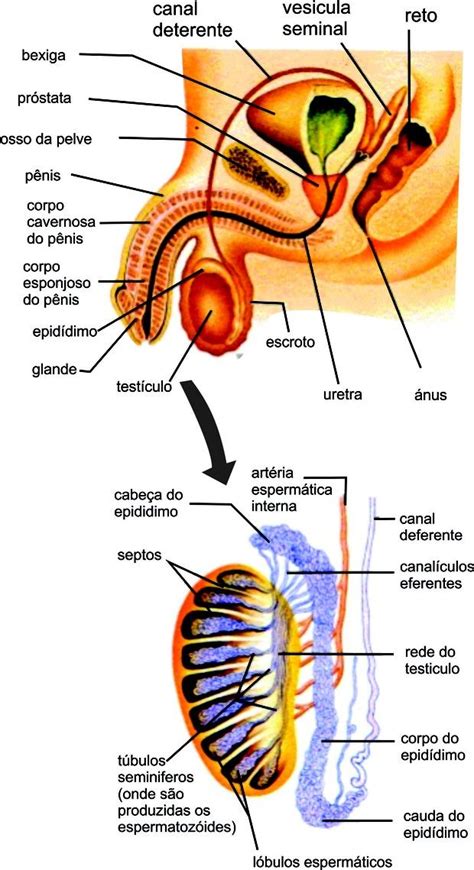 Reprodu O Humana Educa O Vesicula Seminal Fisiologia Hormonio