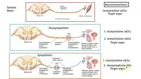 Introduction To The Autonomic Nervous System ANS YouTube