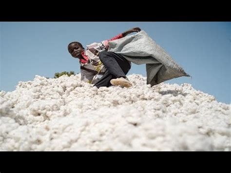 Le Mali Redevient Premier Producteur De Coton En Afrique YouTube