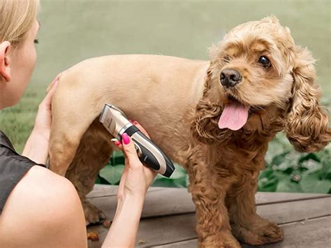Los perros y la peluquería a qué razas se les puede cortar el pelo a