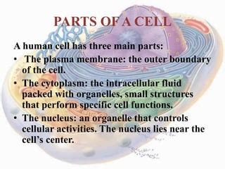 Cell Structure Ppt