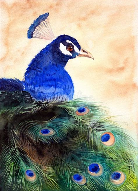 Ilustración Acuarela De Un Pavo Real Con Plumaje Azul Brillante Stock