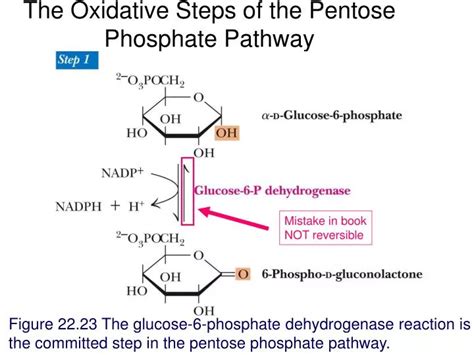 Ppt The Oxidative Steps Of The Pentose Phosphate Pathway Powerpoint