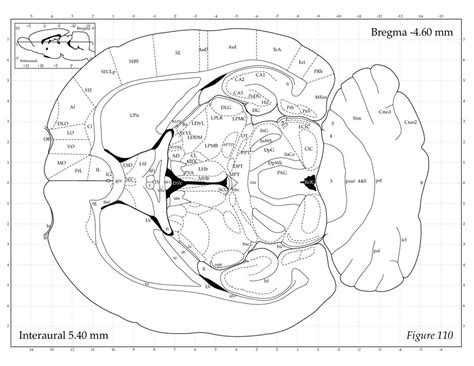Rat Brain Atlas