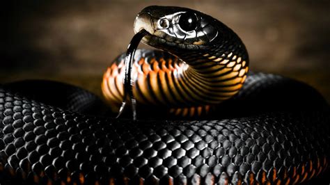 Las 10 Serpientes Más Venenosas del Mundo Animales Salvajes