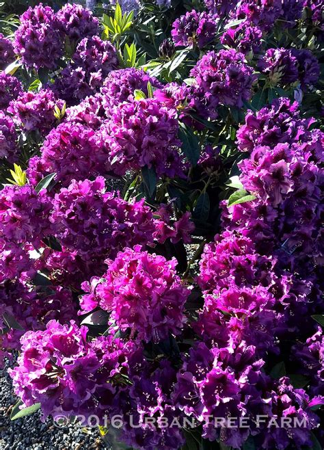 Rhododendron Purple Splendour Urban Tree Farm Nursery