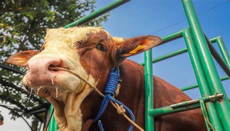 Sapi Gerengseng Asal Bandung Terpilih Jadi Salah Satu Hewan Kurban Jokowi