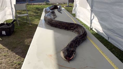 Record Breaking Foot Python Captured In South Florida Abc News