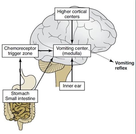 Vomit Receptors Diagram Quizlet