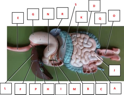 L Exam Digestive And Urinary Pt Flashcards Quizlet