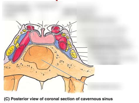Cavernous Sinus Anatomy Diagram Quizlet