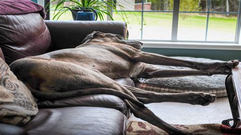 Plus Cheval Que Chien Le Plus Grand Chien Du Monde Guide Canin Fr