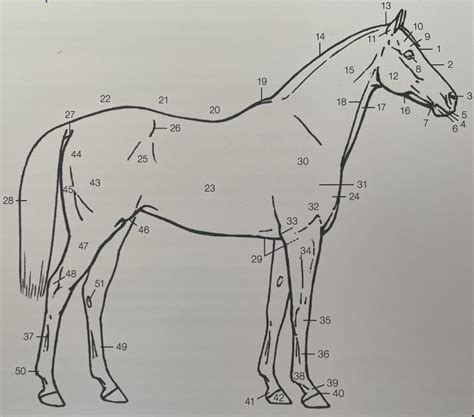 Anatomie Du Cheval Diagram Quizlet