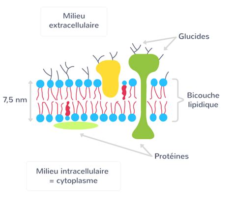 Devoir sur membrane plasmique 3ème SVT
