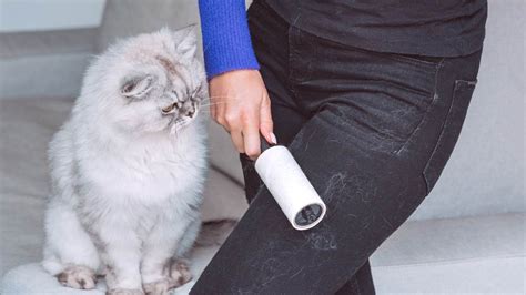 Cómo limpiar los pelos de gato de la ropa y los muebles