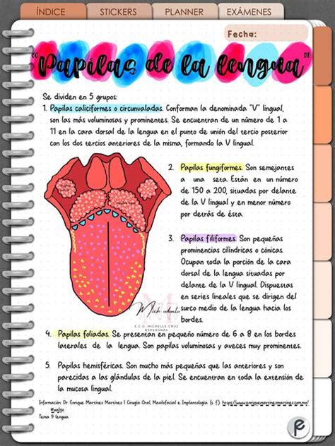 Papilas De La Lengua Mich Odonto UDocz