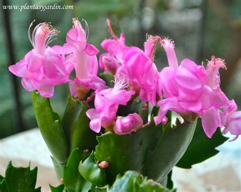 Schlumbergera truncata cactus de navidad Plantas y Jardín