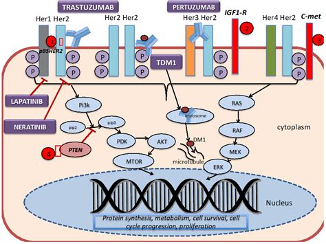 Trastuzumab Mechanism Of Action