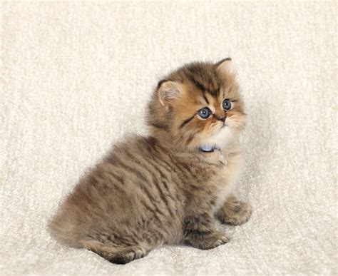 Tigger Shaded Golden Persian Kitten For Sale Luxury Kittens