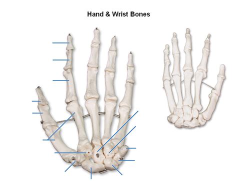 Hand And Wrist Bones Exam Diagram Quizlet