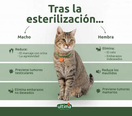 Síntesis de 26 artículos como saber si un gato es macho o hembra