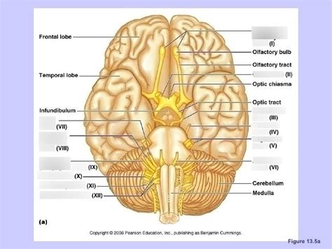 Cranial Nerves Diagram Quizlet