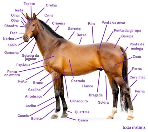 Qual O Coletivo De Cavalos Verloop Io
