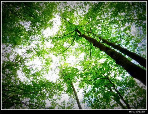 Fotos gratis árbol naturaleza bosque rama luz de sol hoja flor