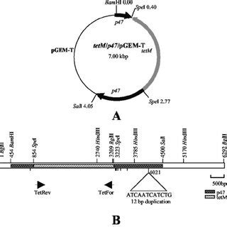 Expression Puri Fi Cation And Cleavage Of Recombinant P47 And