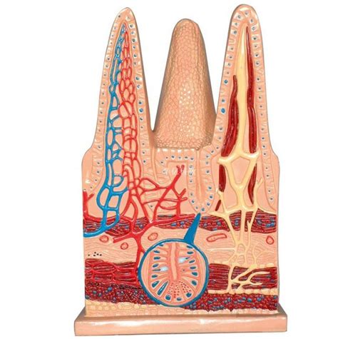 Buy Extended Model Of The Anatomy Of The Villi Of The Small Intestine