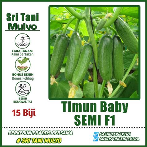 Jual 15 Biji Benih Timun Baby Mentimun SEMI F1 Bibit Pilihan Petani
