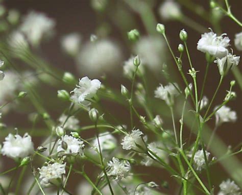 Gypsophila Elegans Showy Babys Breathe Growing Guide