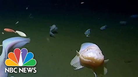 Scientists Find World S Deepest Fish The Global Herald