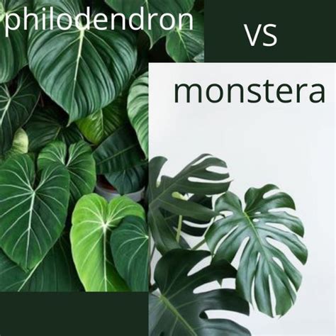 Philodendron Vs Monstera Deliciosa What Is Main Difference