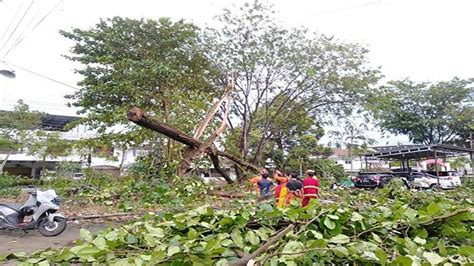 Hujan Deras Yang Disertai Angin Kencang Tumbangkan Sejumlah Pohon Dan