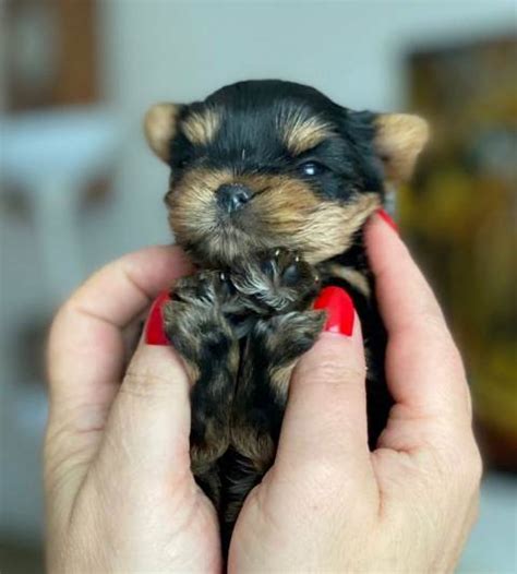 Štěňata puppies Yorhshire terrier kennel Bon Chillero