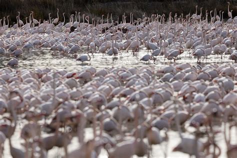 La Masiva Presencia De Flamencos En La Albufera De Valencia Amenaza Los