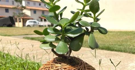Plantas Para Atraer Dinero Estas Son Las Que Tienes Que Tener En Casa