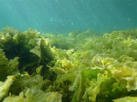 Forests Of The Sea Phytoplankton Marine Plants Aglae S Flickr