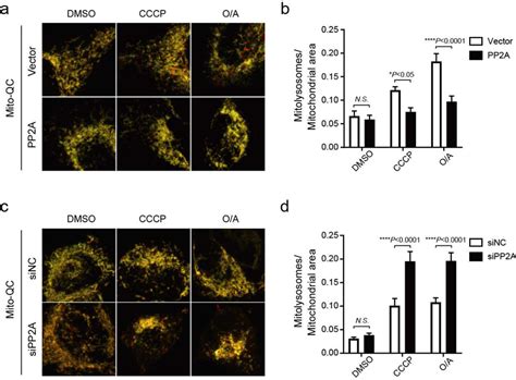 PP2A Modulates The Extent Of Mitophagy Mitophagy Is Assessed With