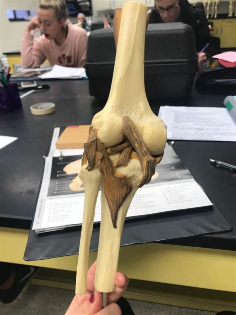 Crusty Knee Posterior View Diagram Quizlet