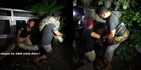 Evakuasi Ular Piton Raksasa Segede Batang Pohon Kelapa Dari Kandang