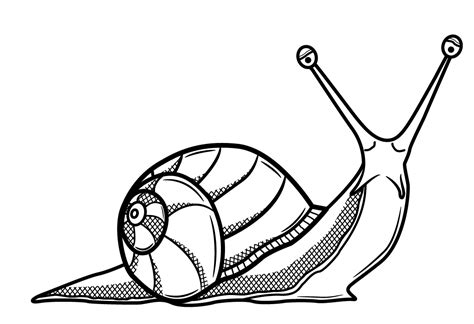 Desenho De Caramujo Para Colorir Tudodesenhos