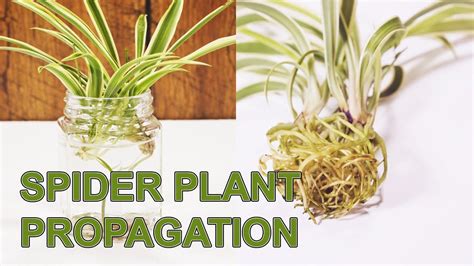 How To Propagate Spider Plants Multiple Methods With Results YouTube