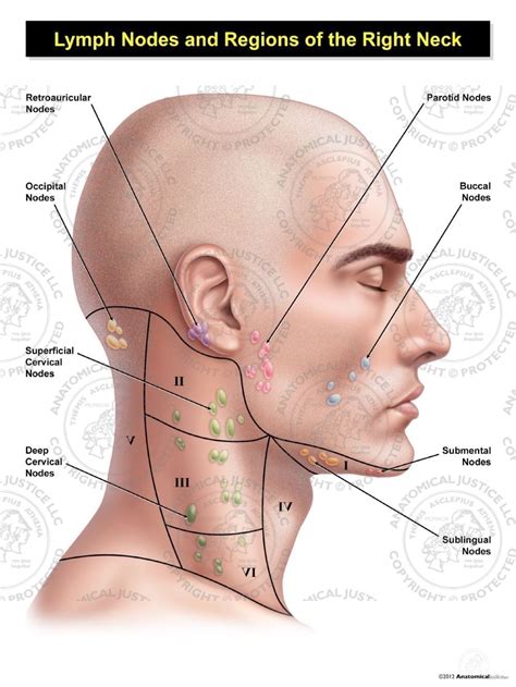 Lymph Node Back Of Neck Anatomy Lymphatic Drainage Of Head Neck