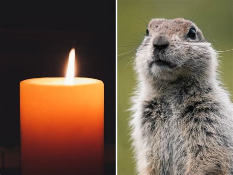 Cos è il giorno della Candelora e perché si celebra il 2 febbraio
