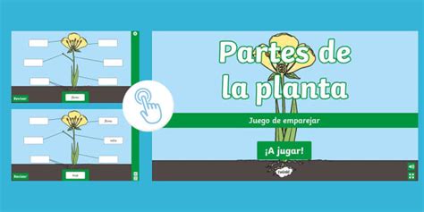 Juego Para Emparejar Las Partes De La Planta Twinkl Go