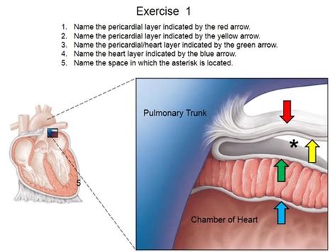 BIO 142 Lab Heart Flashcards Quizlet