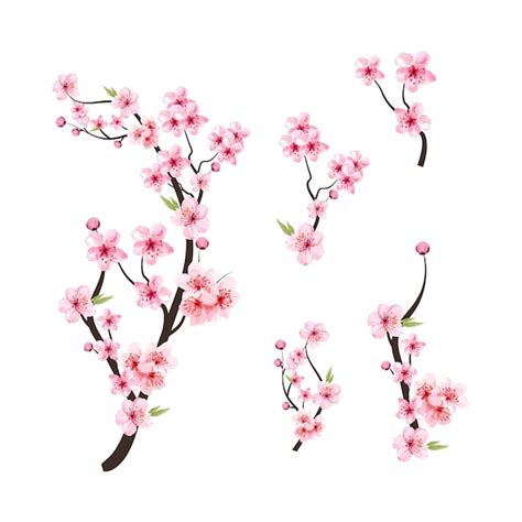 Premium Vector Watercolor Cherry Blossom Vector Cherry Blossom